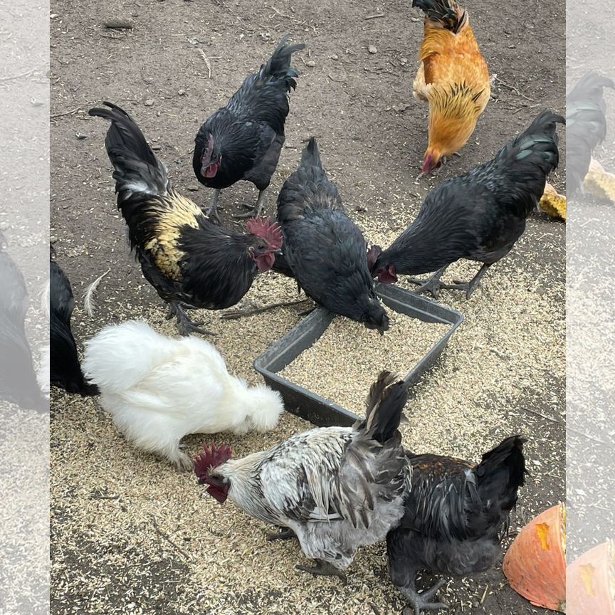 Петушки на племя