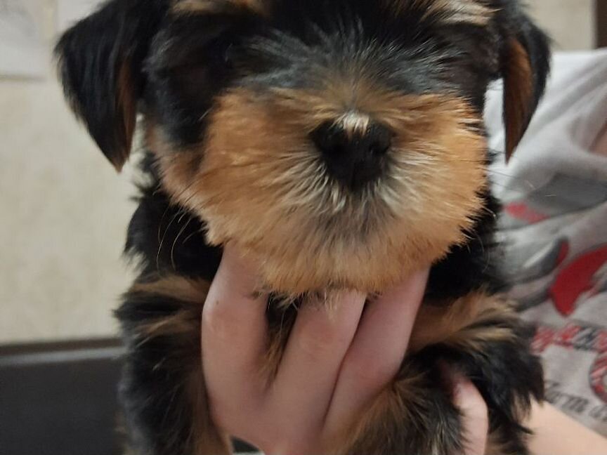 Йоркширский терьер щенки стандарт