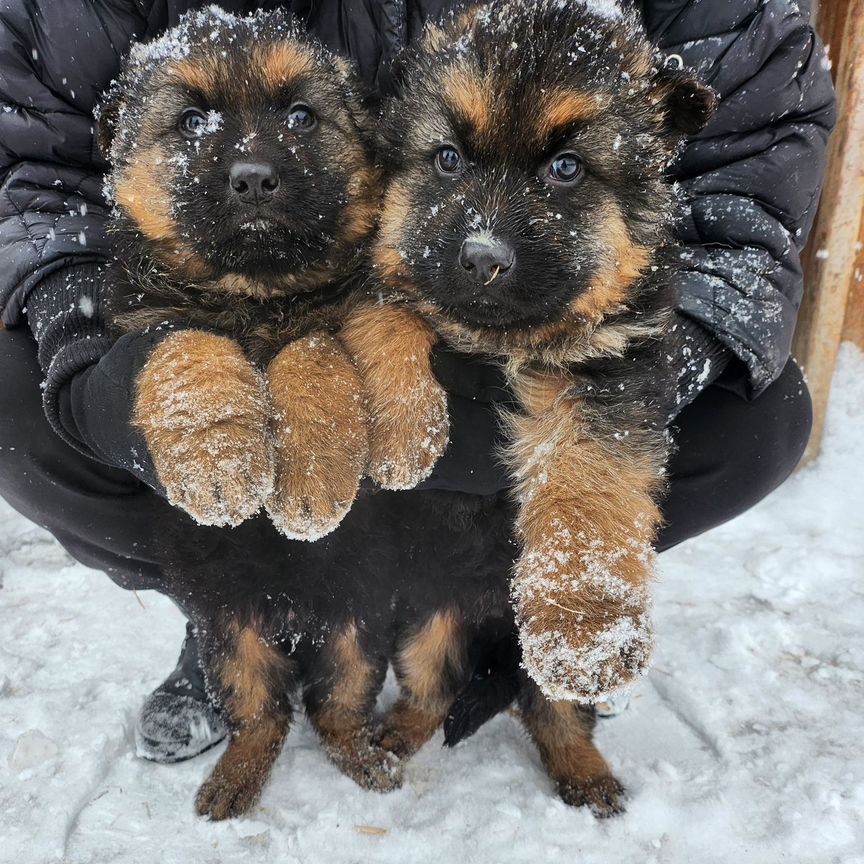 Щенки немецкой овчарки