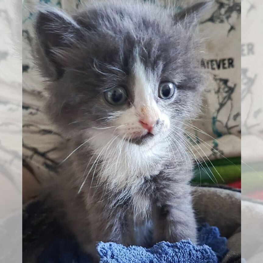 Котята