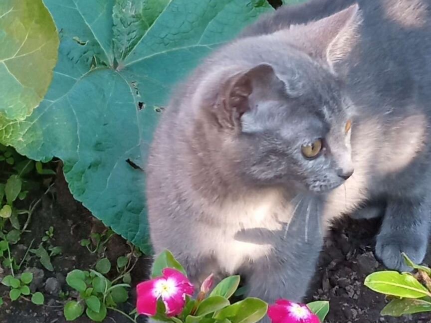 Котёнок