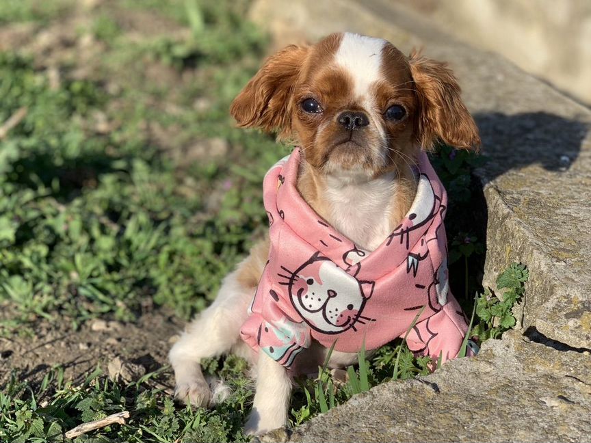 Той спаниель Бруно ждет свою семью