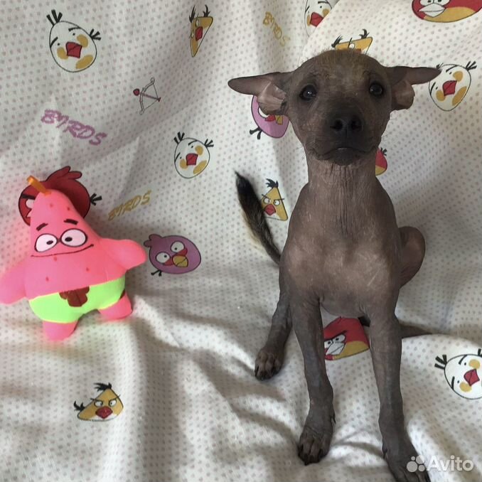 Ксолоитцкуинтли mini