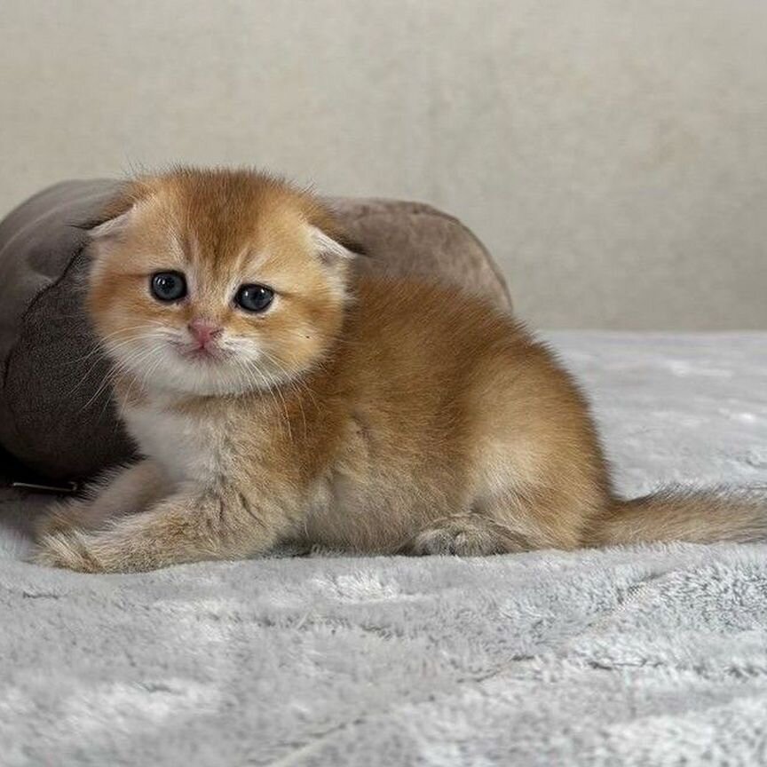 Шотландские котята большой выбор