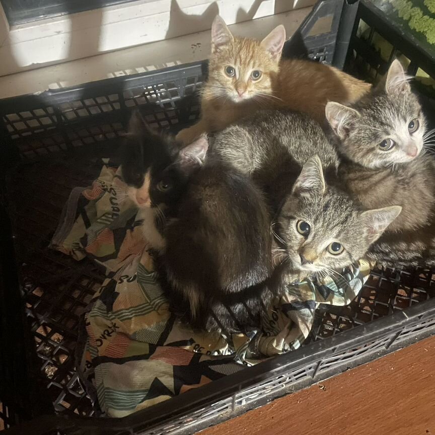 Котята ищут дом