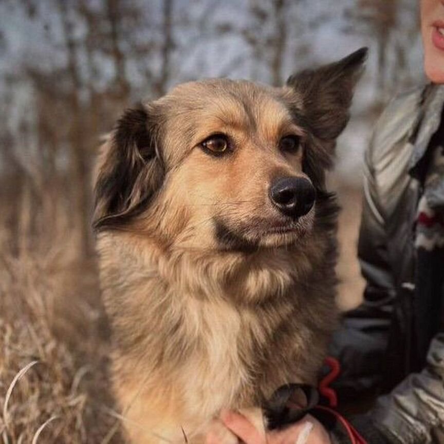 Добрая хорошая собака