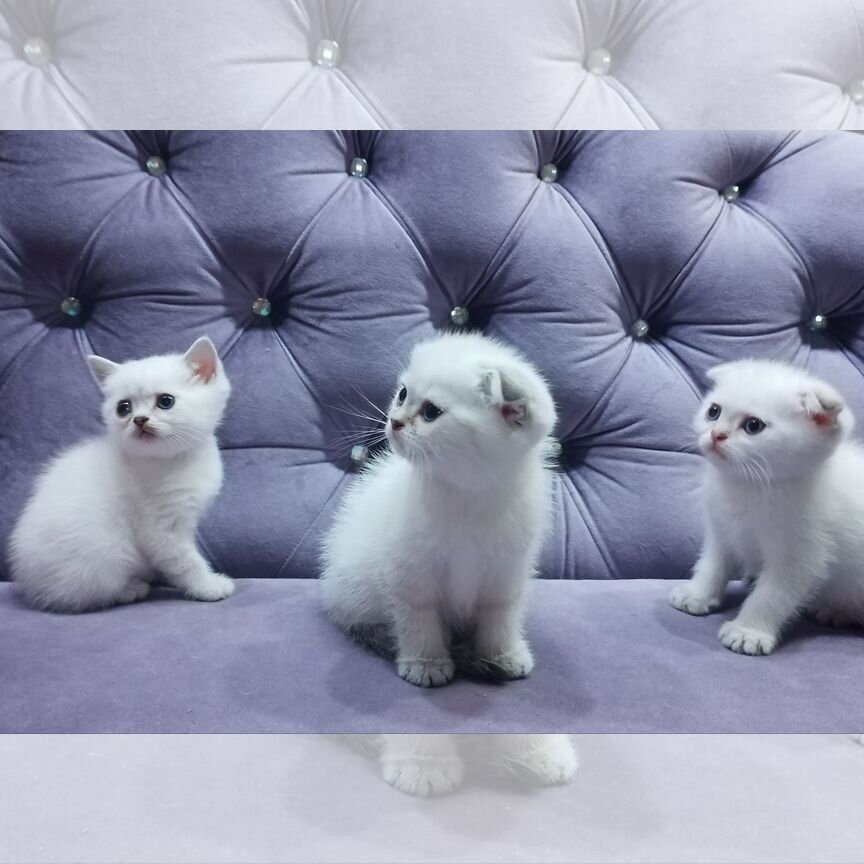 Шотландские котята с голубыми глазами