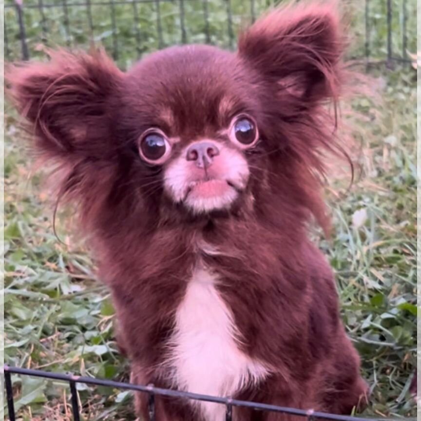 Чихуахуа взрослая девочка