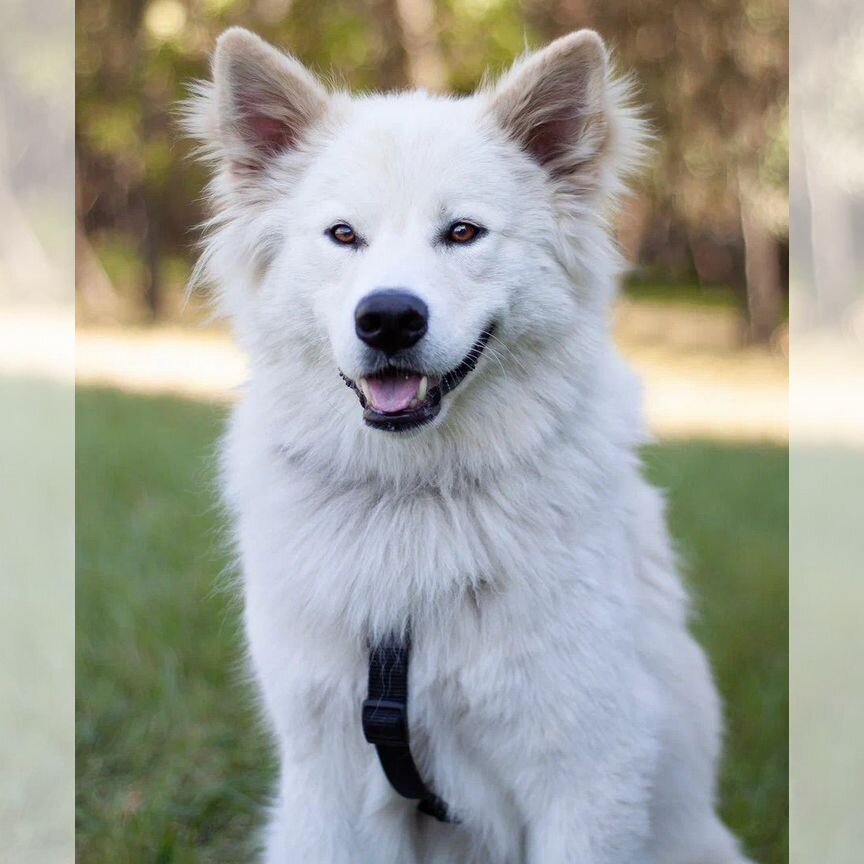 Пёс Пунш в добрые руки бесплатно