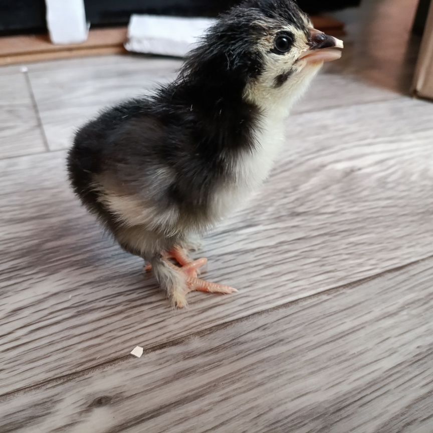 Цыплята доминанты дс 109