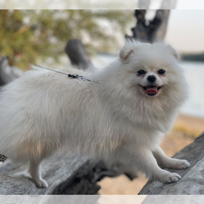 Померанский шпиц