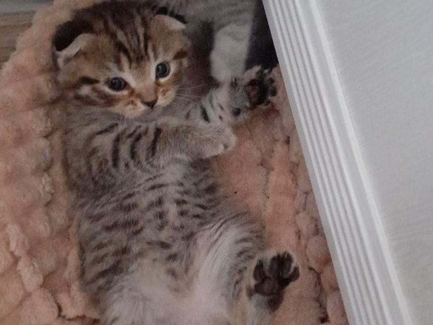 Шотландские котята