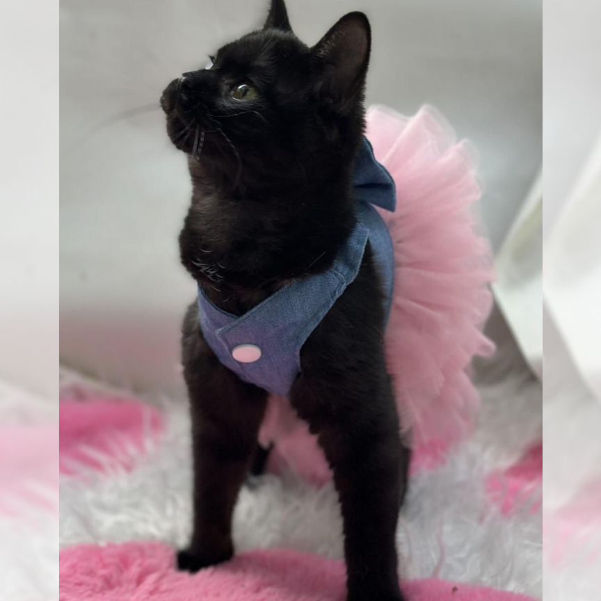 Маленькая красавица кошка