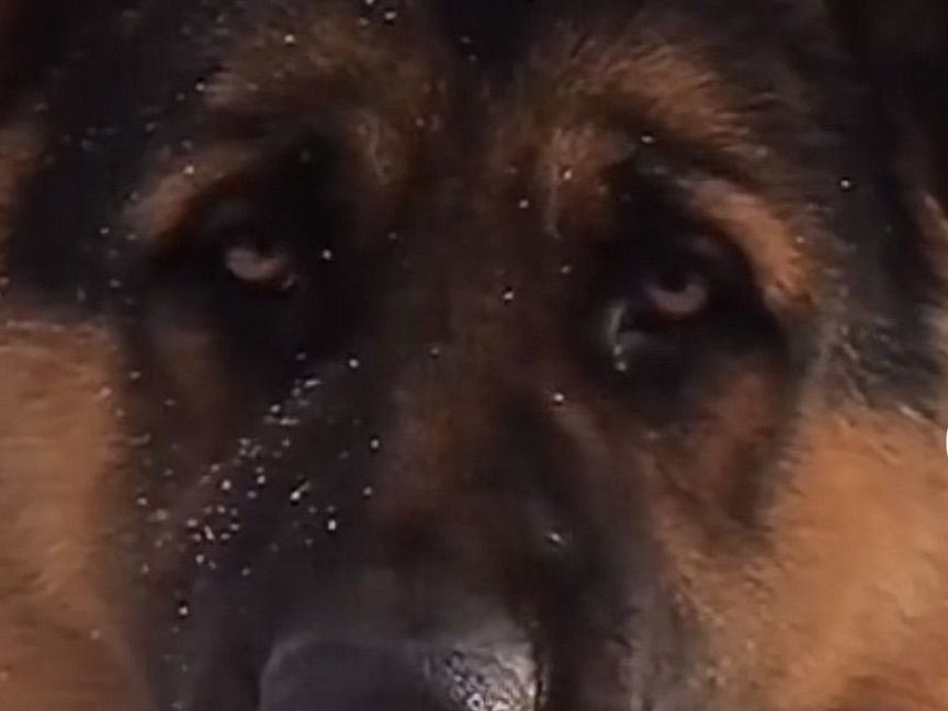 Кобель немецкой овчарки Вязка