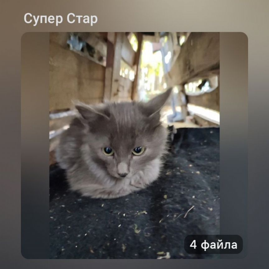 Котята ищут дом