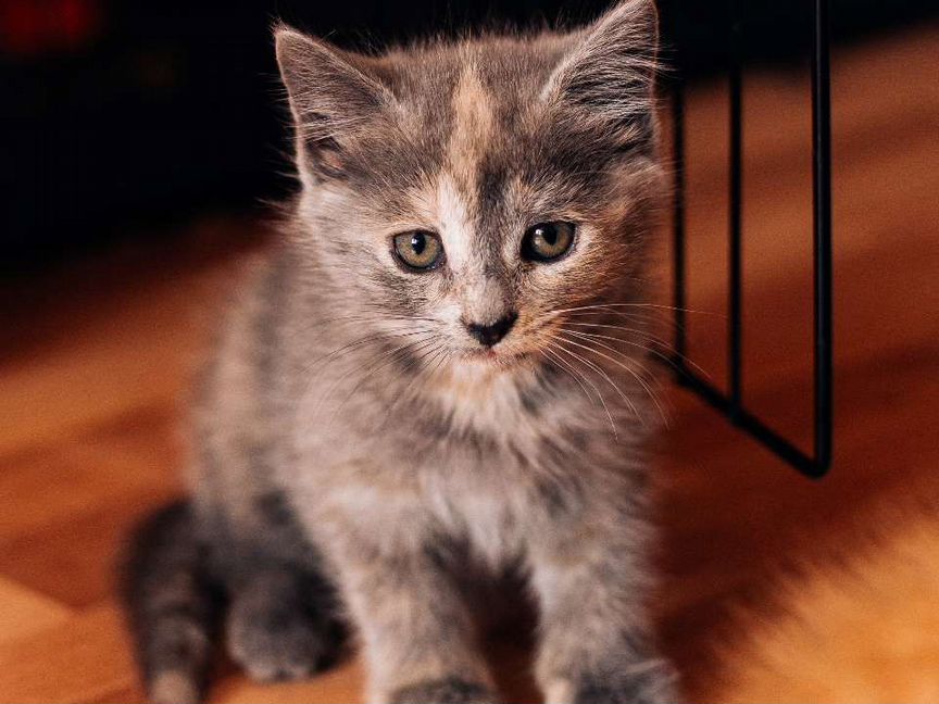 Серо-рыжая девочка котенок ищет дом