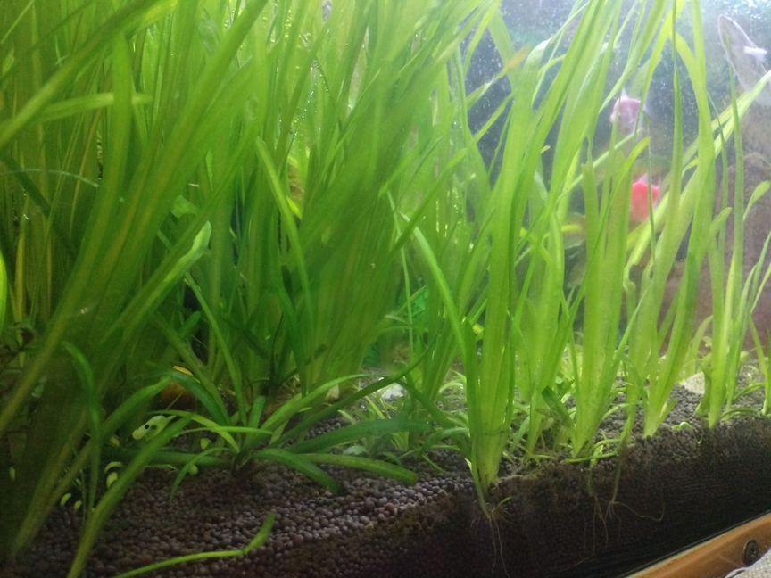 Аквариумные растения валлиснерия