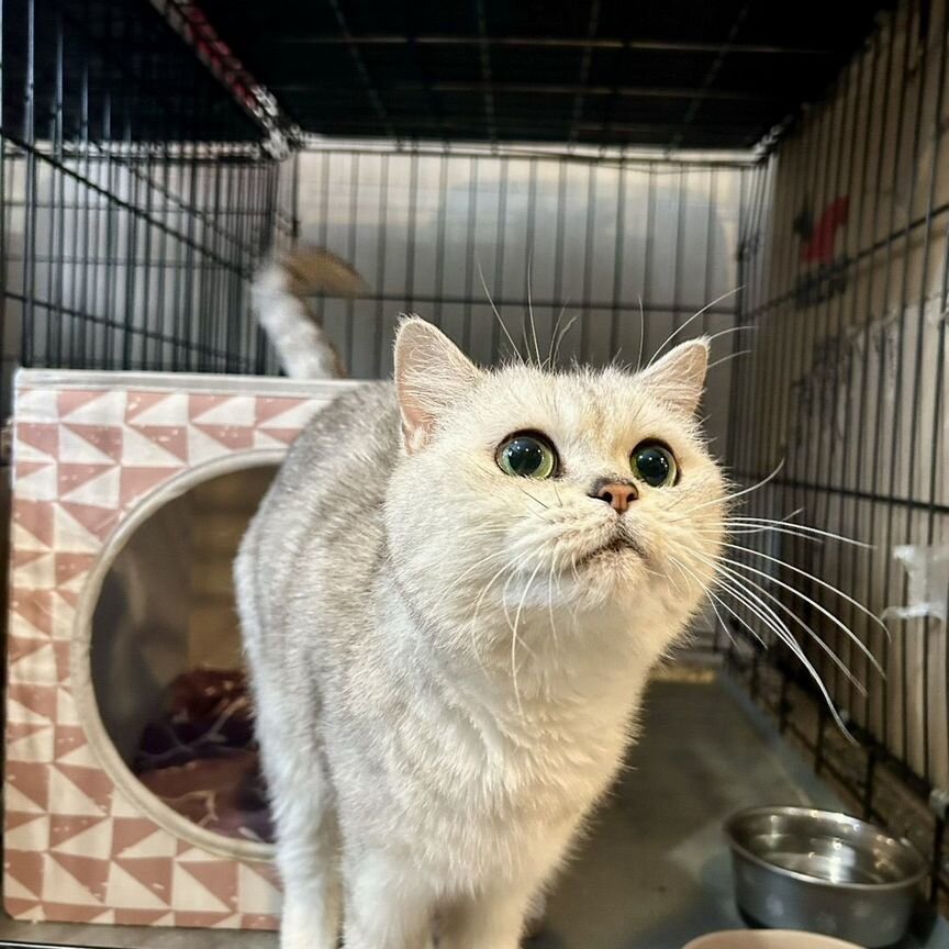 Британская короткошёрстная, взрослая кошка