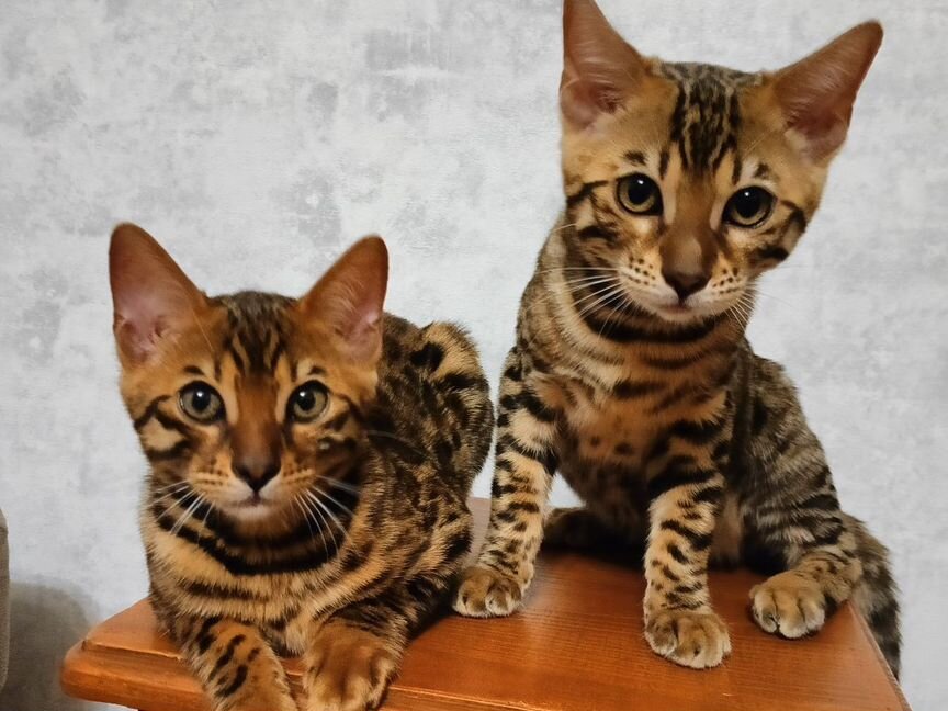 Бенгальские котята