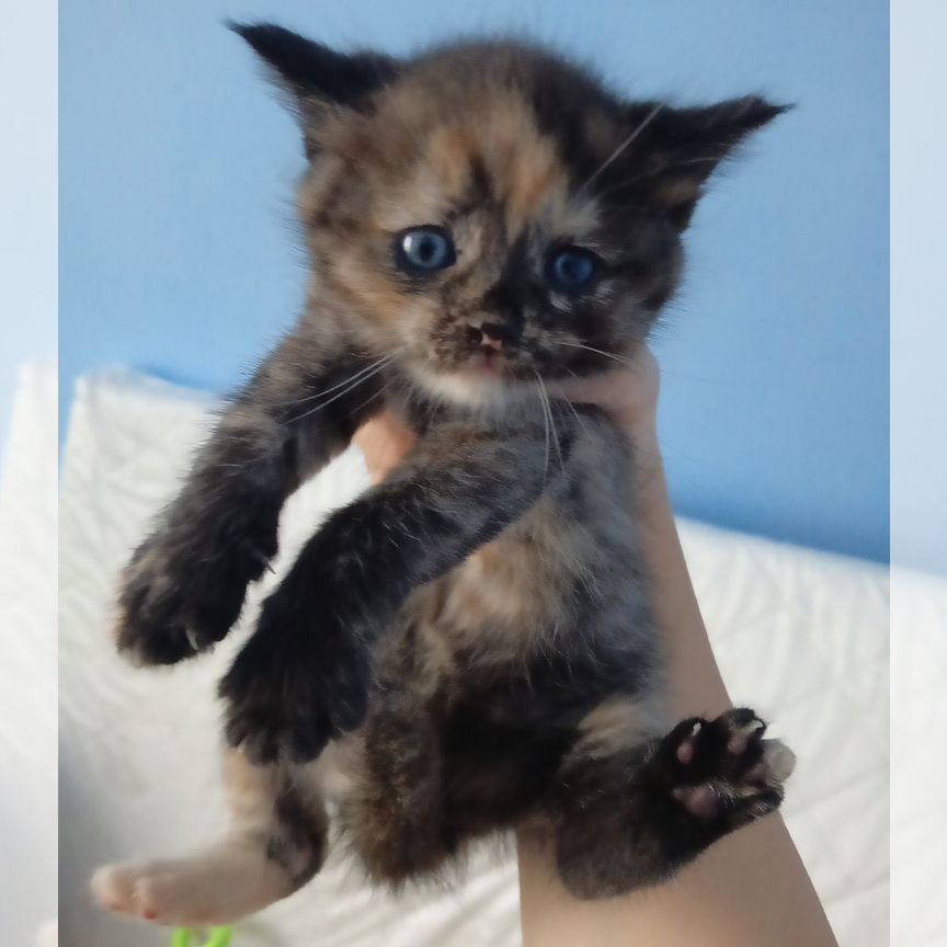 Отдам котенка кошка