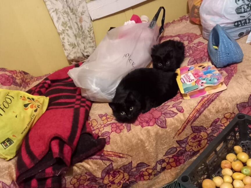 Черный котенок 9 мес в добрые руки