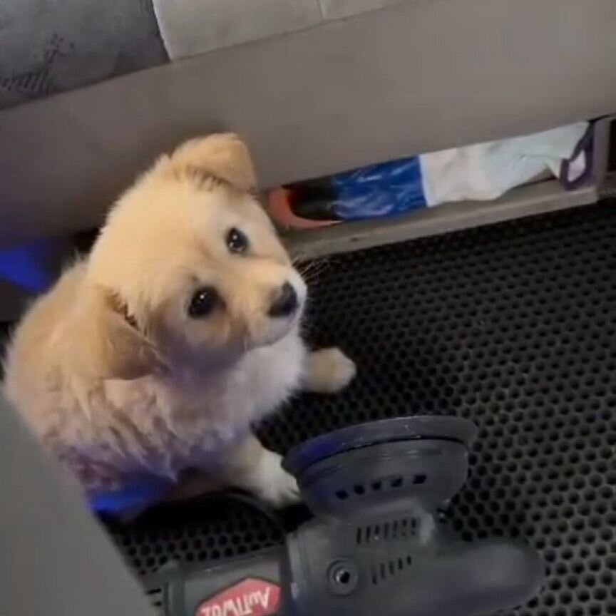 Щенок в добрые руки