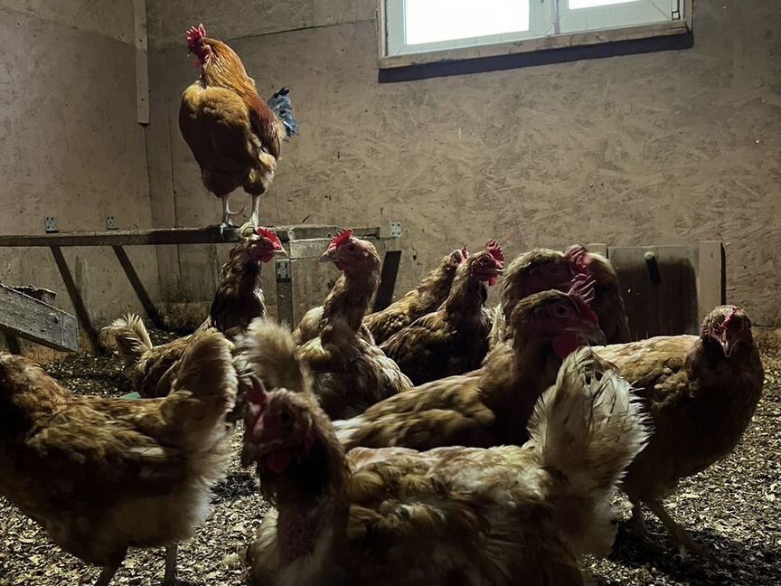 Куры-несушки, 1 год