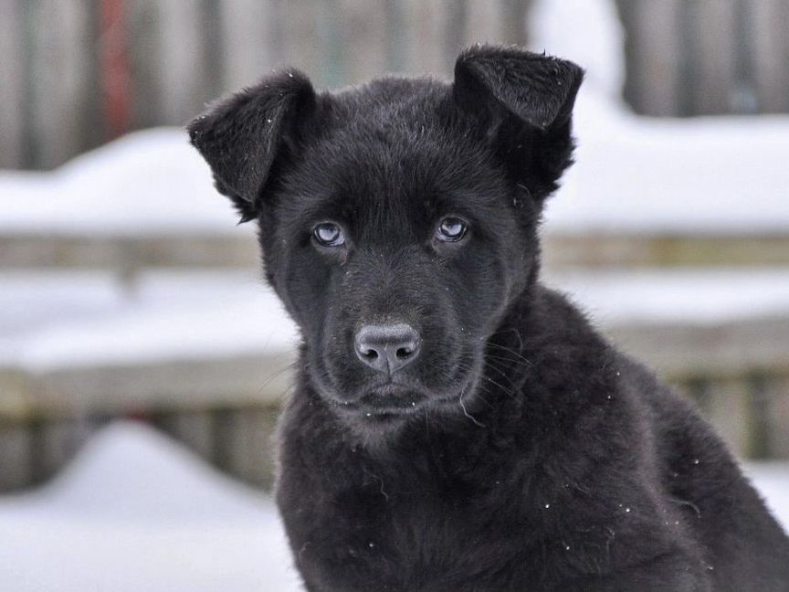 Алиментный щенок вео. Документы РКФ