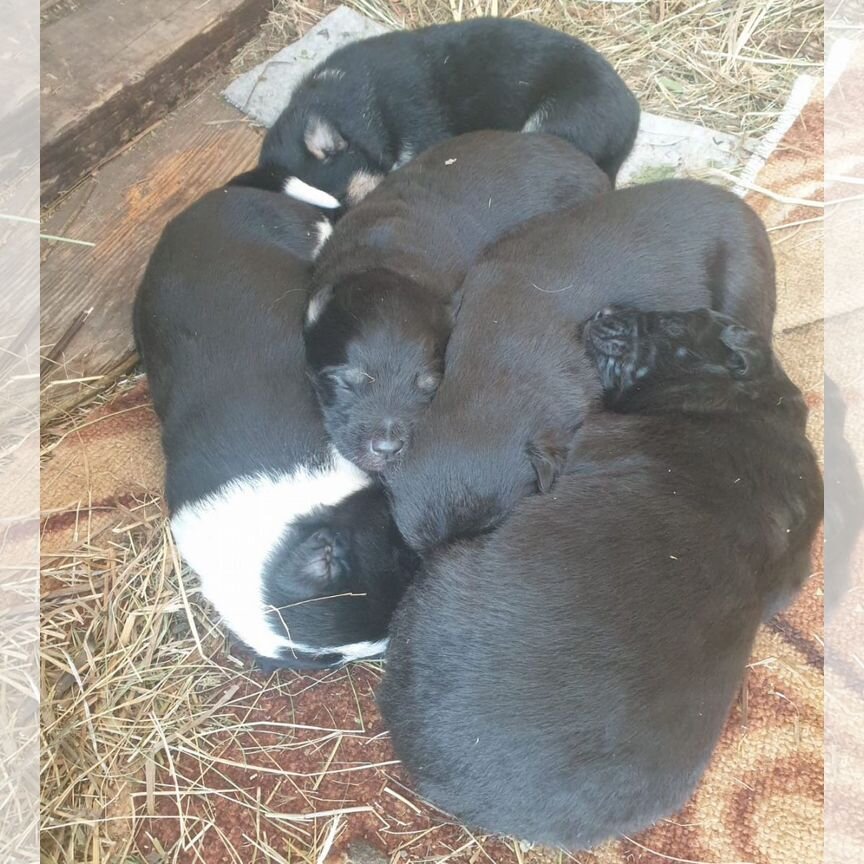 Щенки полукровки