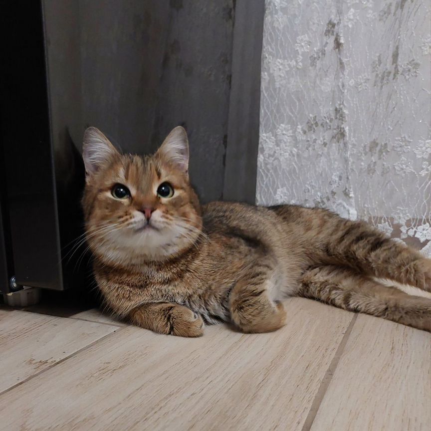 Кошка в добрые и заботливые руки