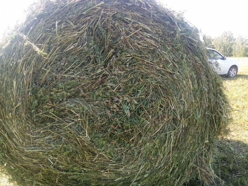 Новый урожай 2023 сено в рулонах