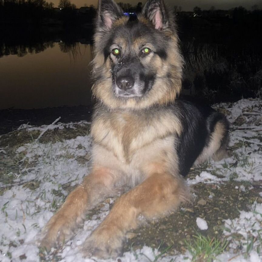 Немецкая овчарка, взрослая собака