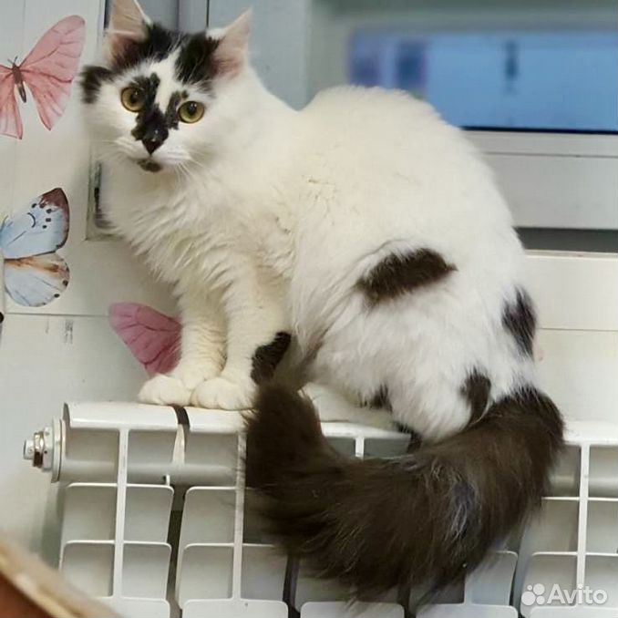Кошка Клякса в добрые руки бесплатно