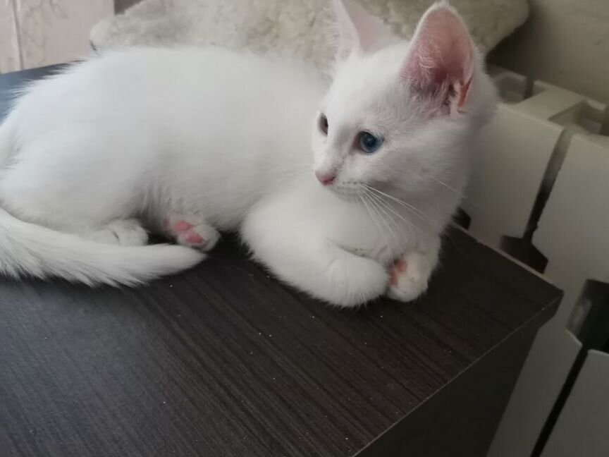 Котята