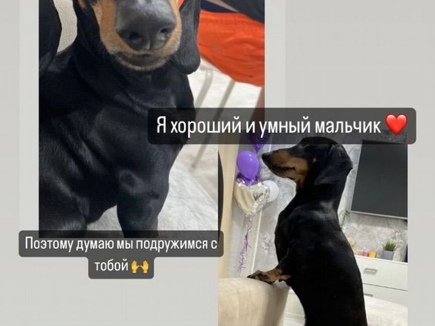 Такса Яша