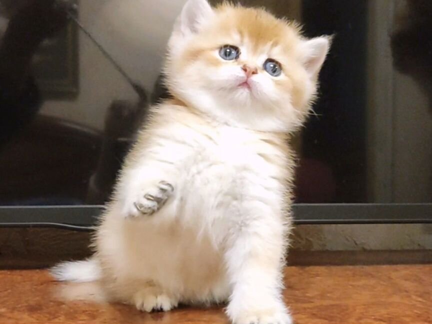 Британская девочка - золотое облачко