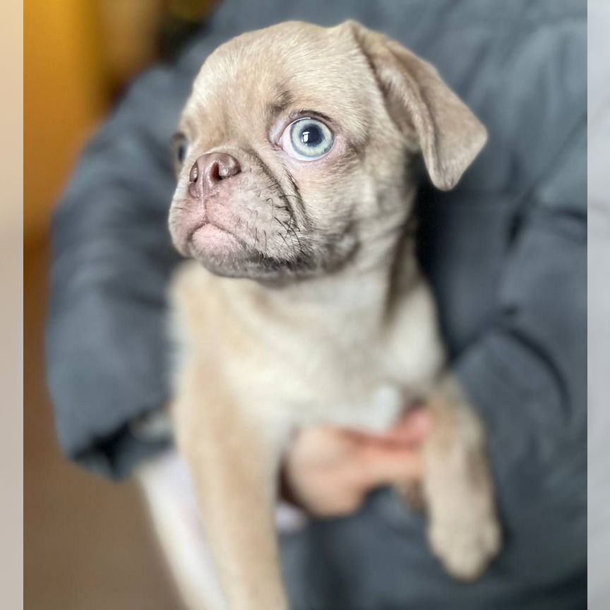 Мопс, щенок