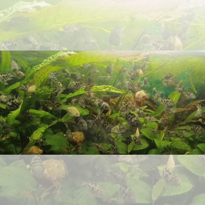 Аквариумная рыба попугай