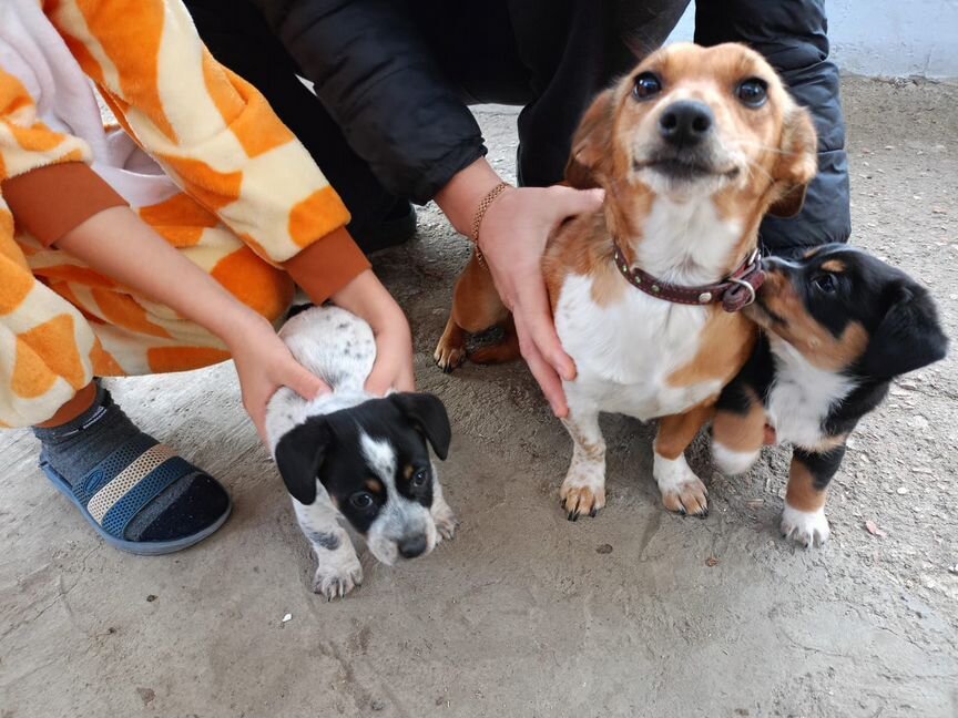 Отдам в хорошие руки щенка, маленькая собачка