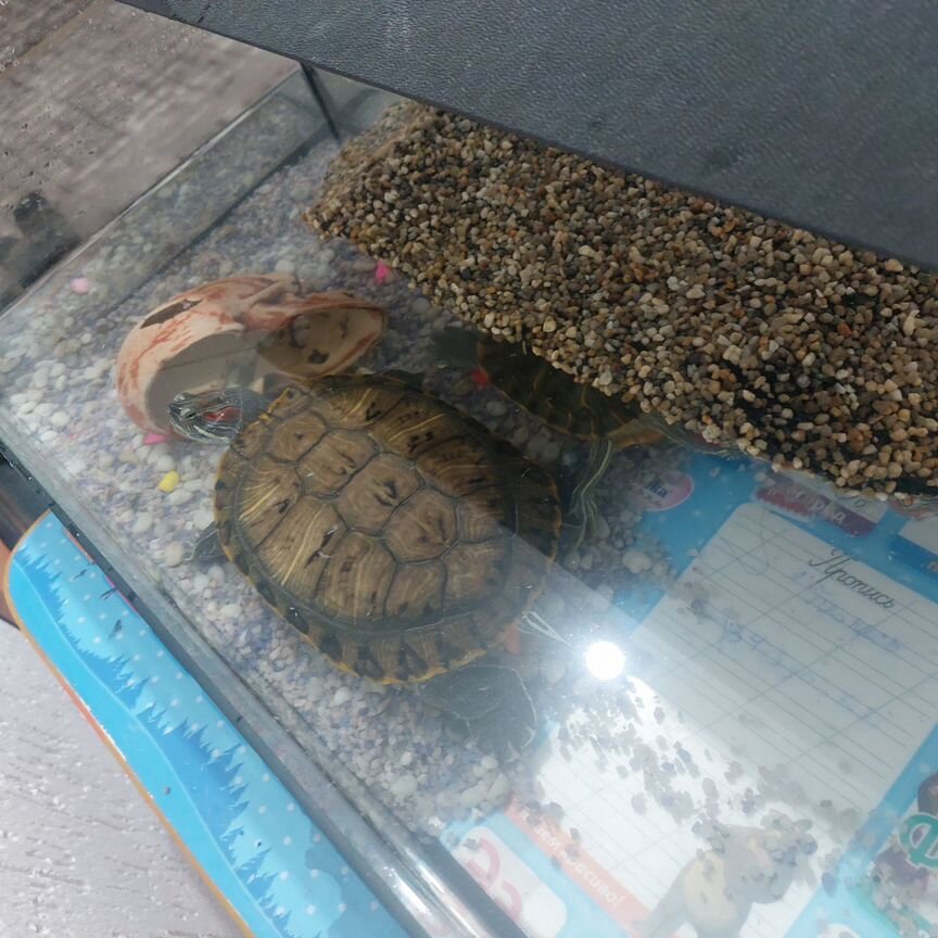 Черепаха Красноухая