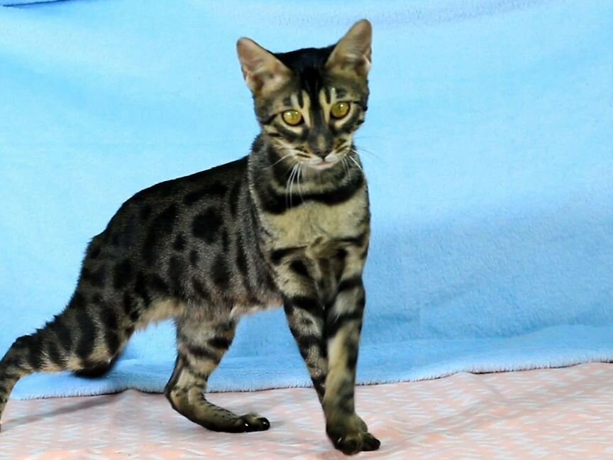 Бенгальская кошечка Амбрелла уголь золото окраса
