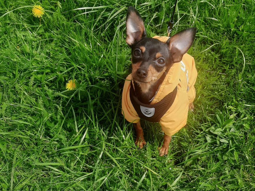 Мини той-терьер вязка