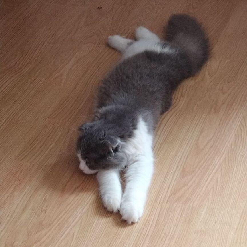 Котик на вязку