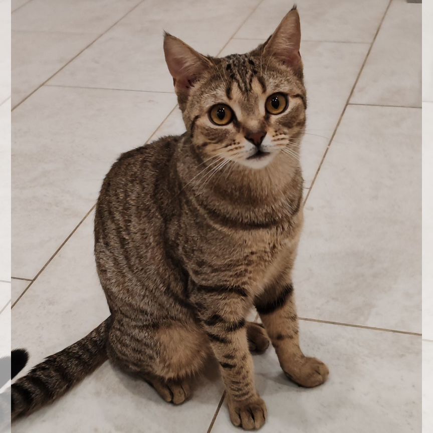 Взрослая, кошка в добрые руки