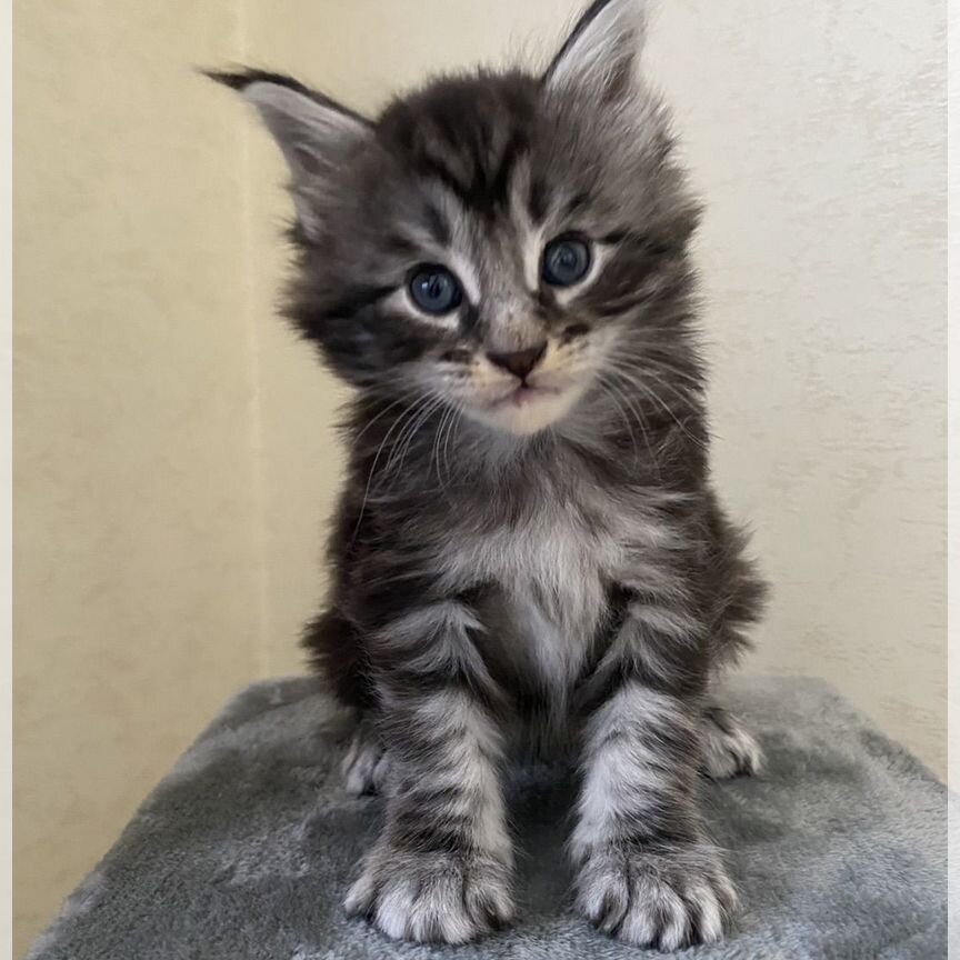 Мейн-кун котёнок