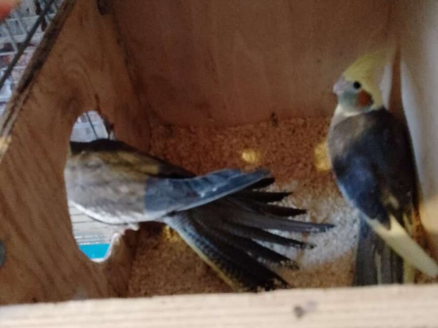 Попугай Корелла мальчик