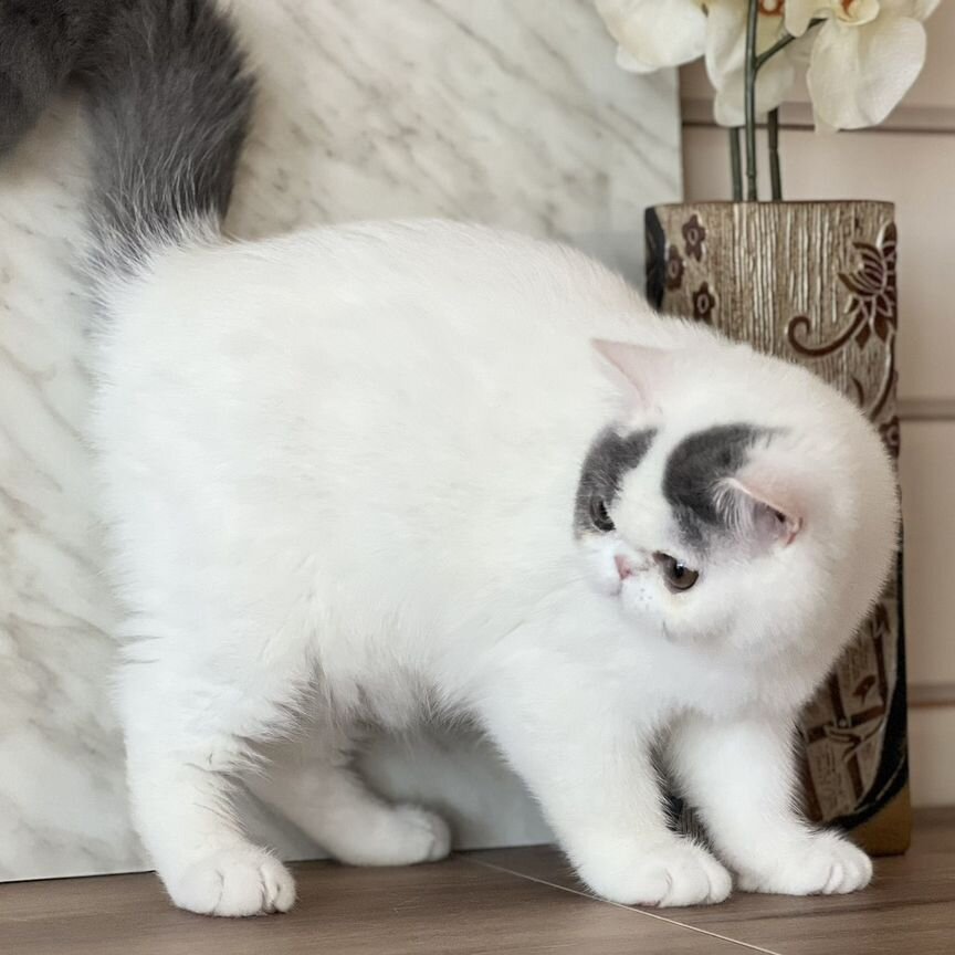 Экзотический котик