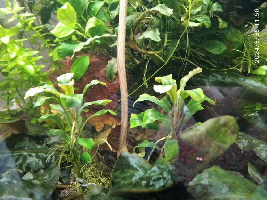 Продам два кустика буцефаландры