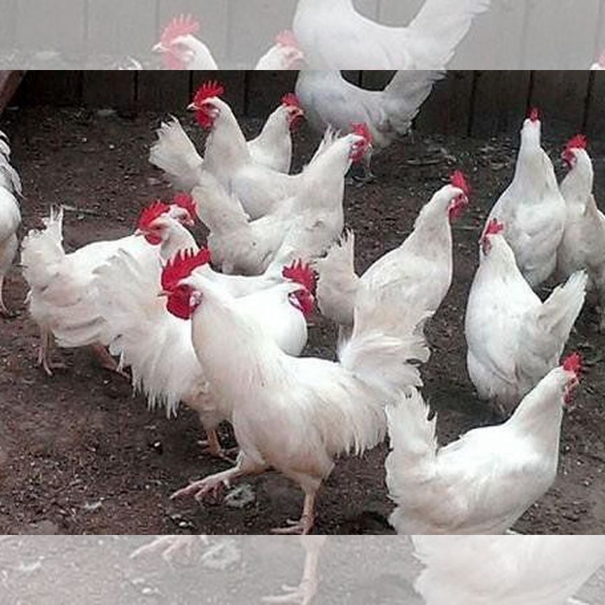 Куры несушки разных пород беспл. доставка