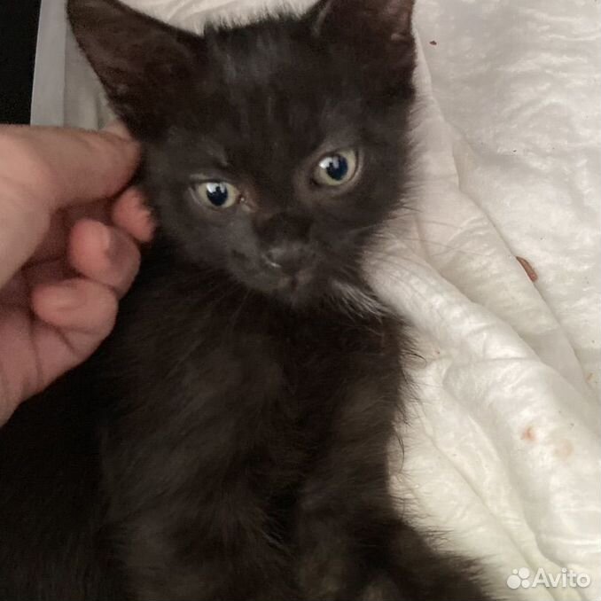 Спасенный котенок